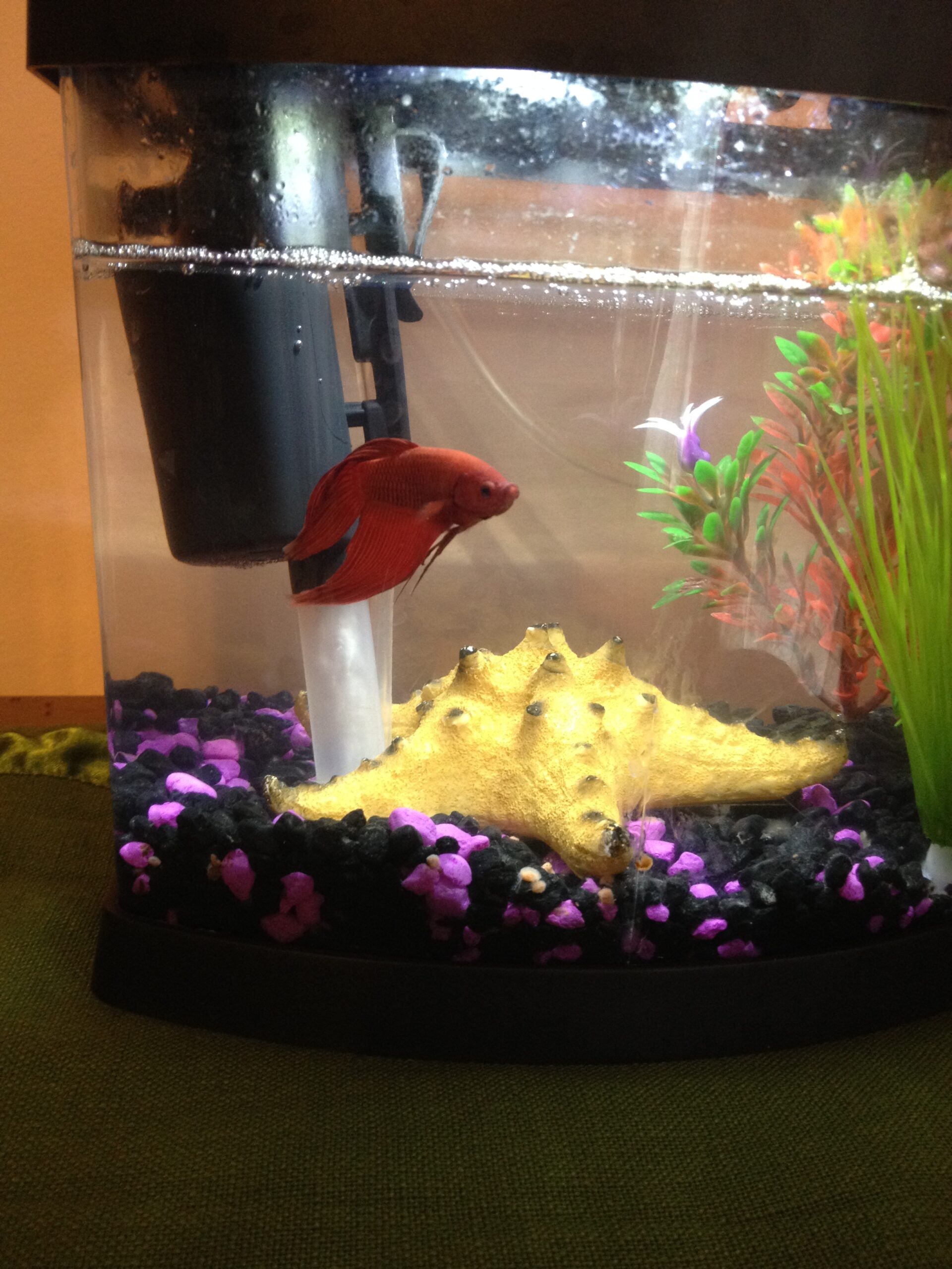 Sam the Zombie Fish | Karen Ullo